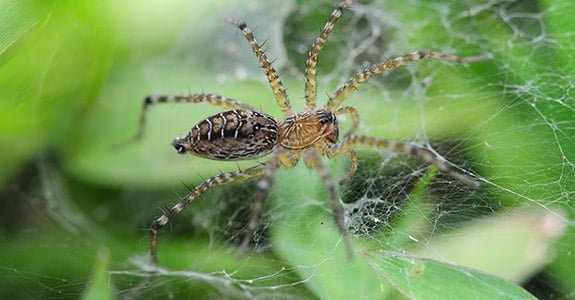 Tri-Annual 360 Pest Control| --| Safari Tree