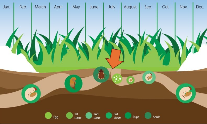 When To Apply Grub Control Treatments
