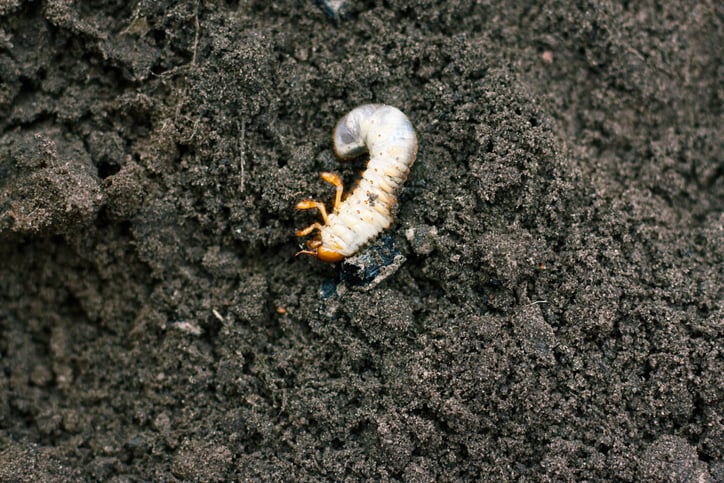 Best Lawn Insect Killer To Keep Your Grass From Dying