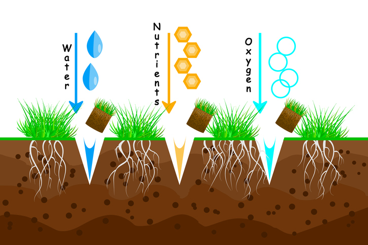 Are Soil Microorganisms Important for Plant Health? - Lush Lawn