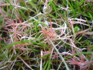 Spring Lawn Diseases: What to Look Out for Early On - Lush Lawn